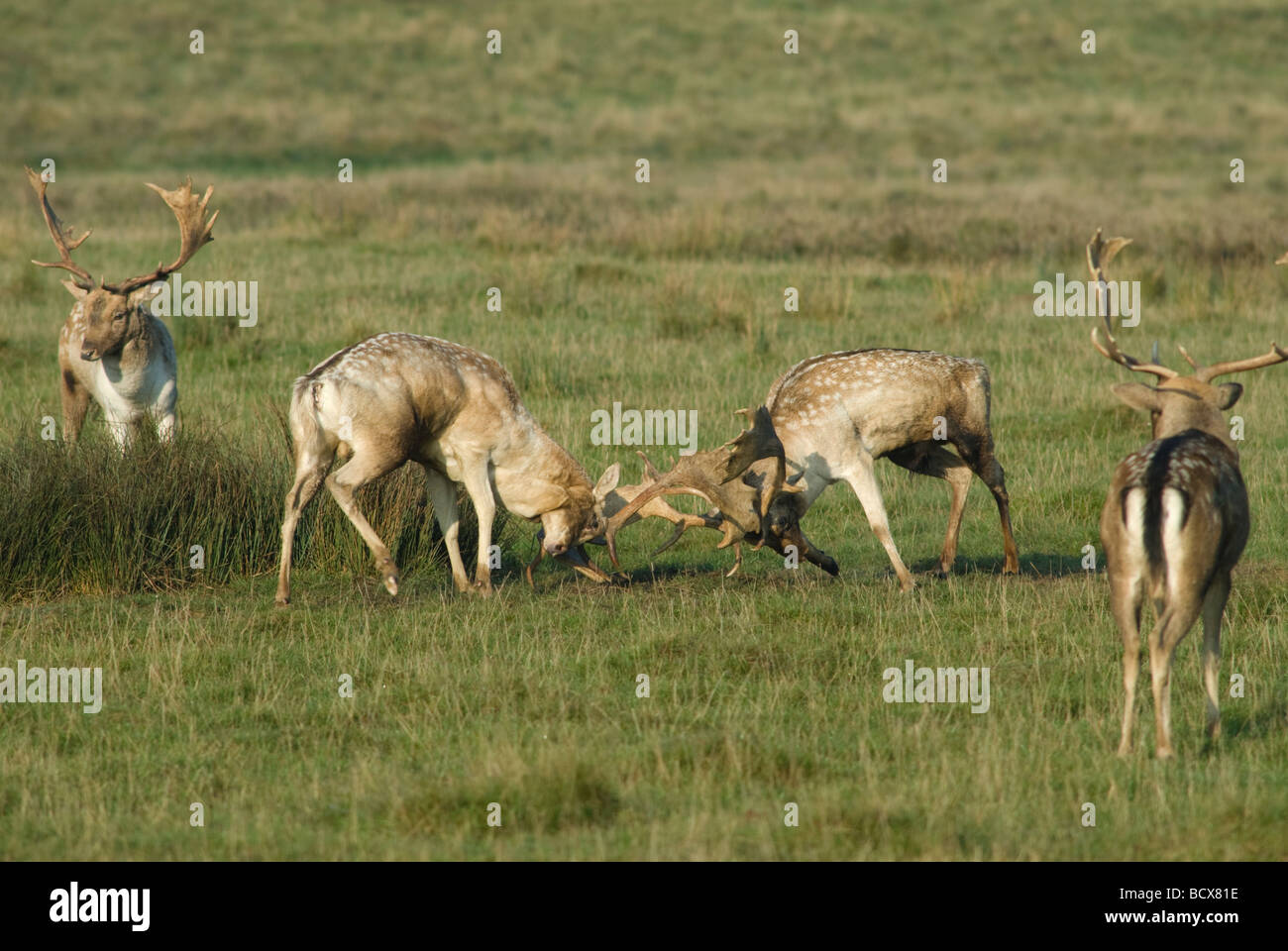 Fallow deer fight hi-res stock photography and images - Alamy
