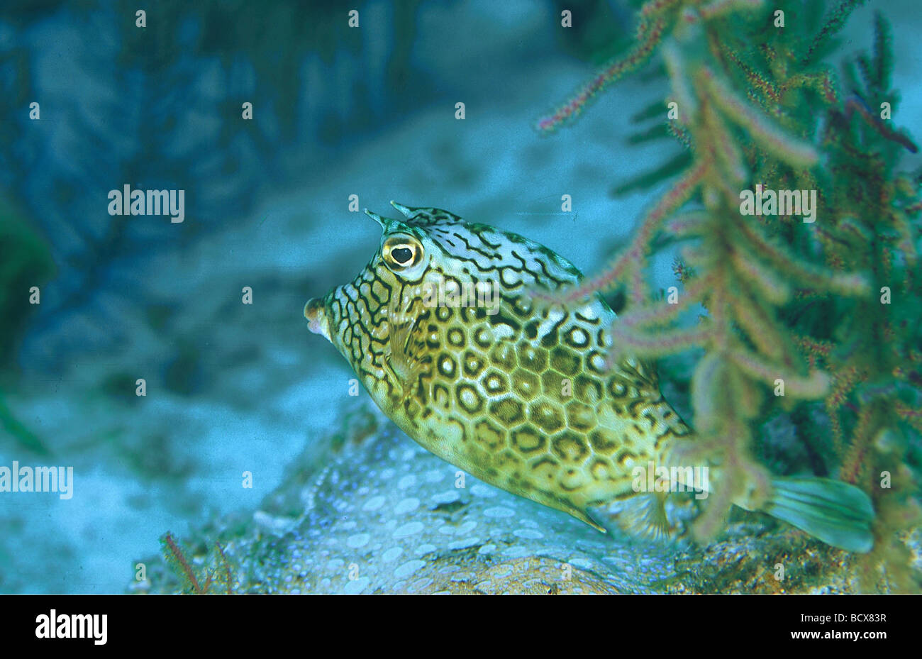 Boxfishes hi-res stock photography and images - Alamy