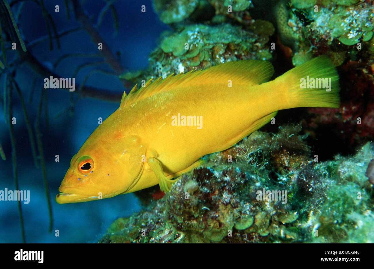 Golden perch fish hi-res stock photography and images - Alamy