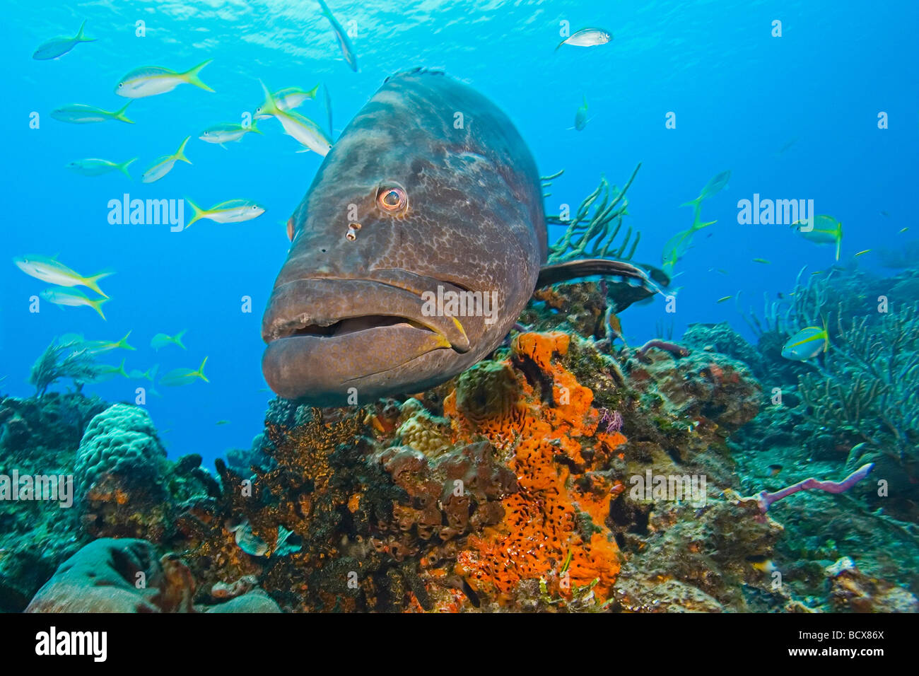 Black Grouper Mycteroperca bonaci Grand Bahama Atlantic Ocean Bahamas ...