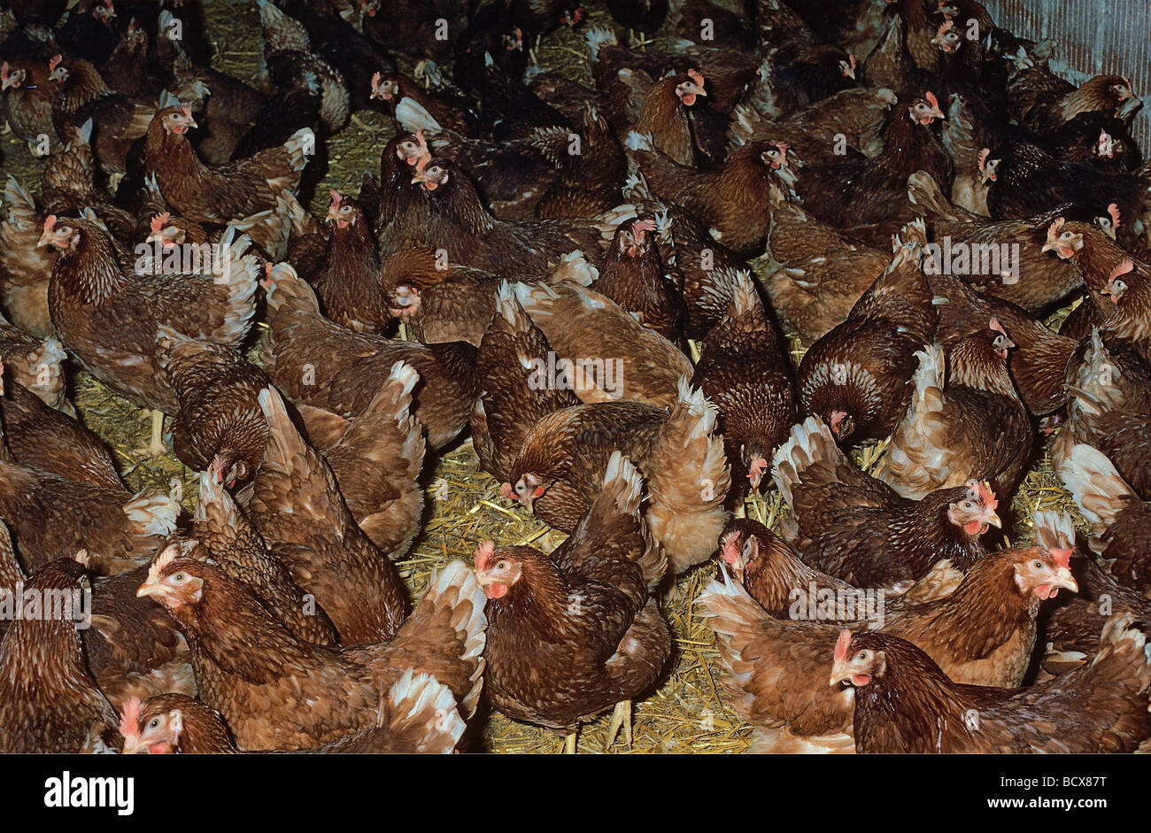 chickens / intensive livestock farming Stock Photo - Alamy