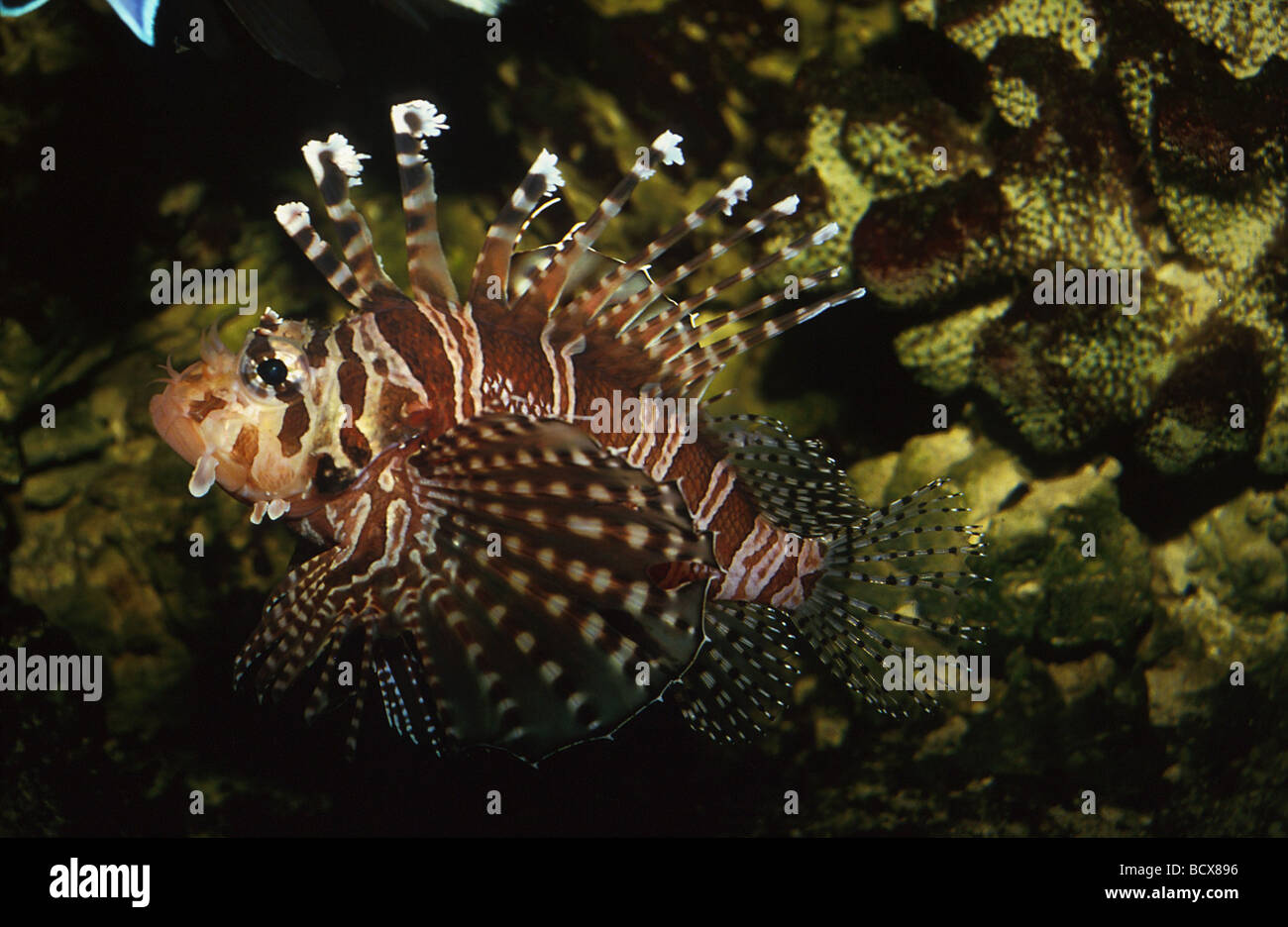 pterois volitans / red firefish Stock Photo - Alamy