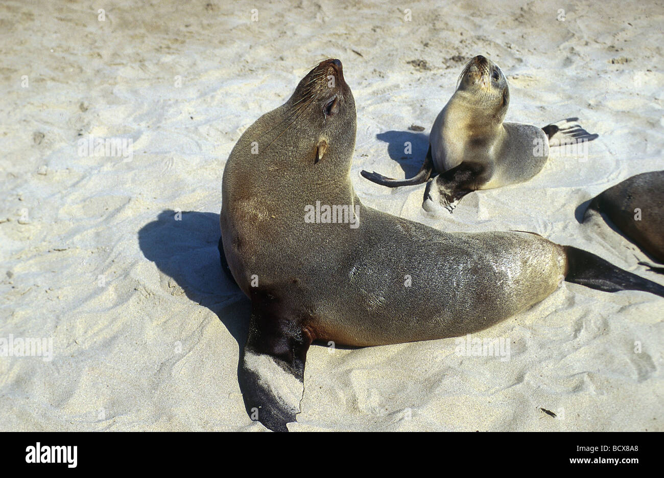 Pinnipedia / marine carnivores Stock Photo - Alamy