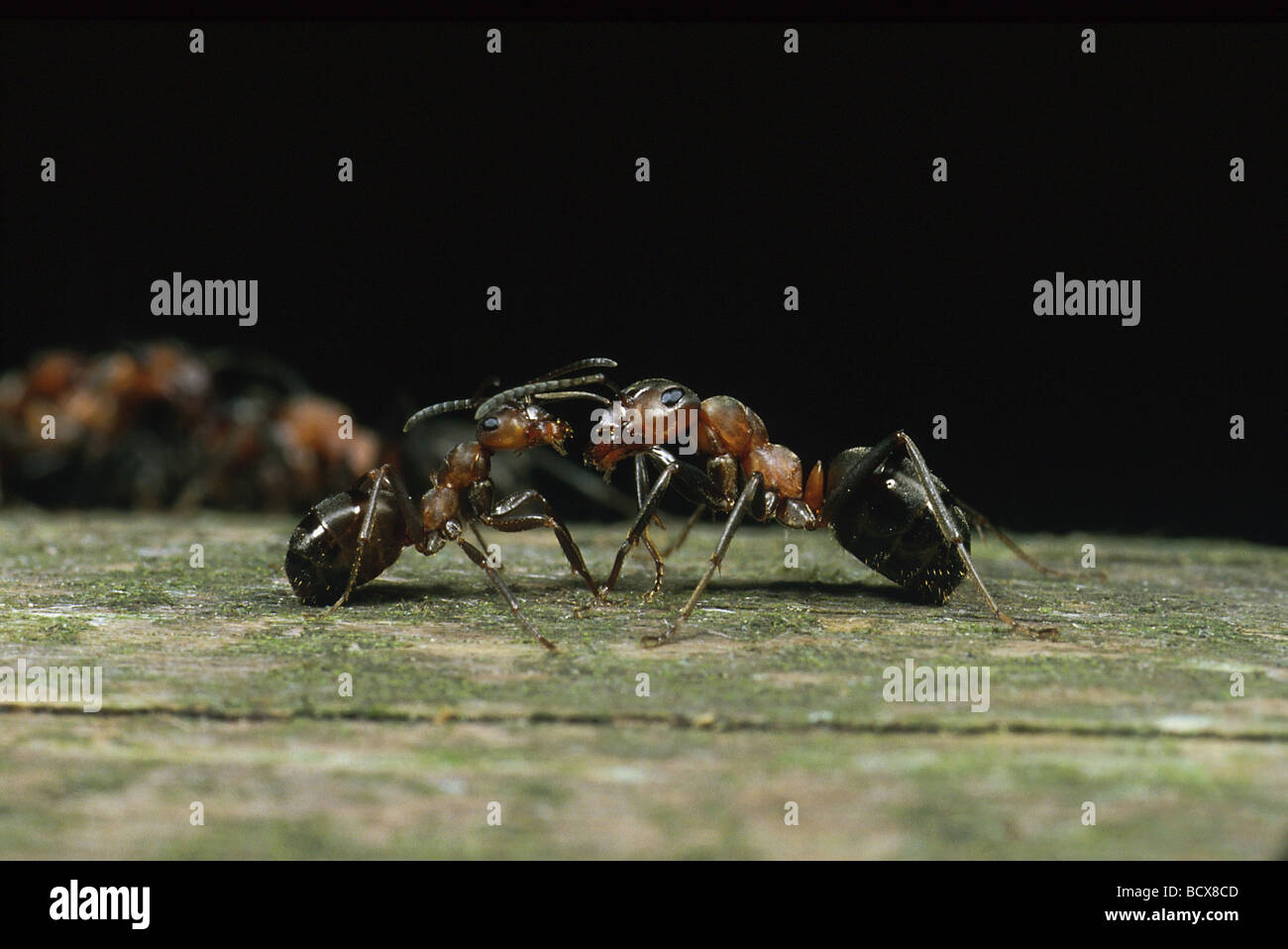 Formica spp. / Wood ants Stock Photo - Alamy