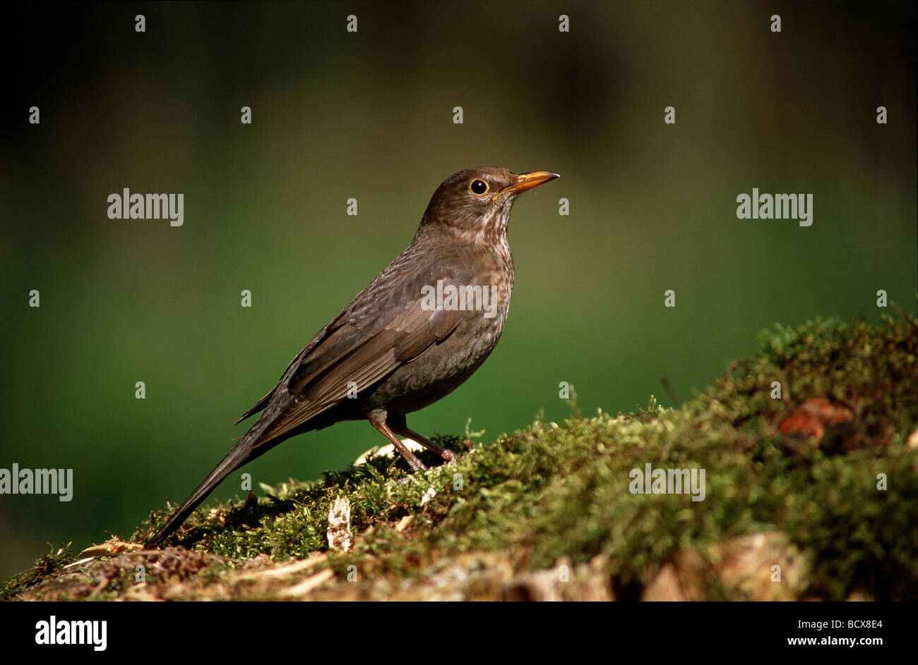 Turdus merula / female Blackbird on moss Stock Photo - Alamy