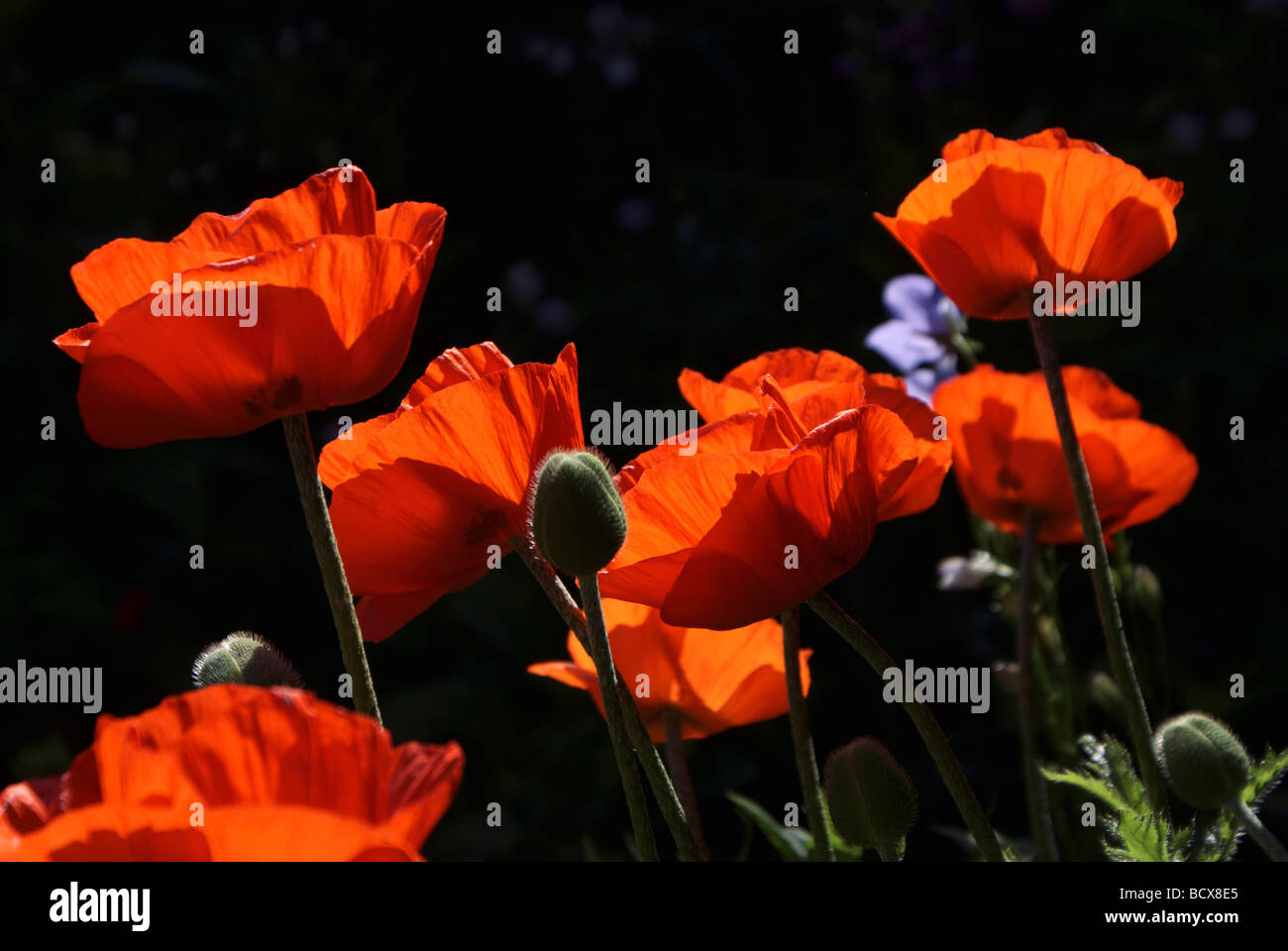 Vermillion flowers hi-res stock photography and images - Alamy