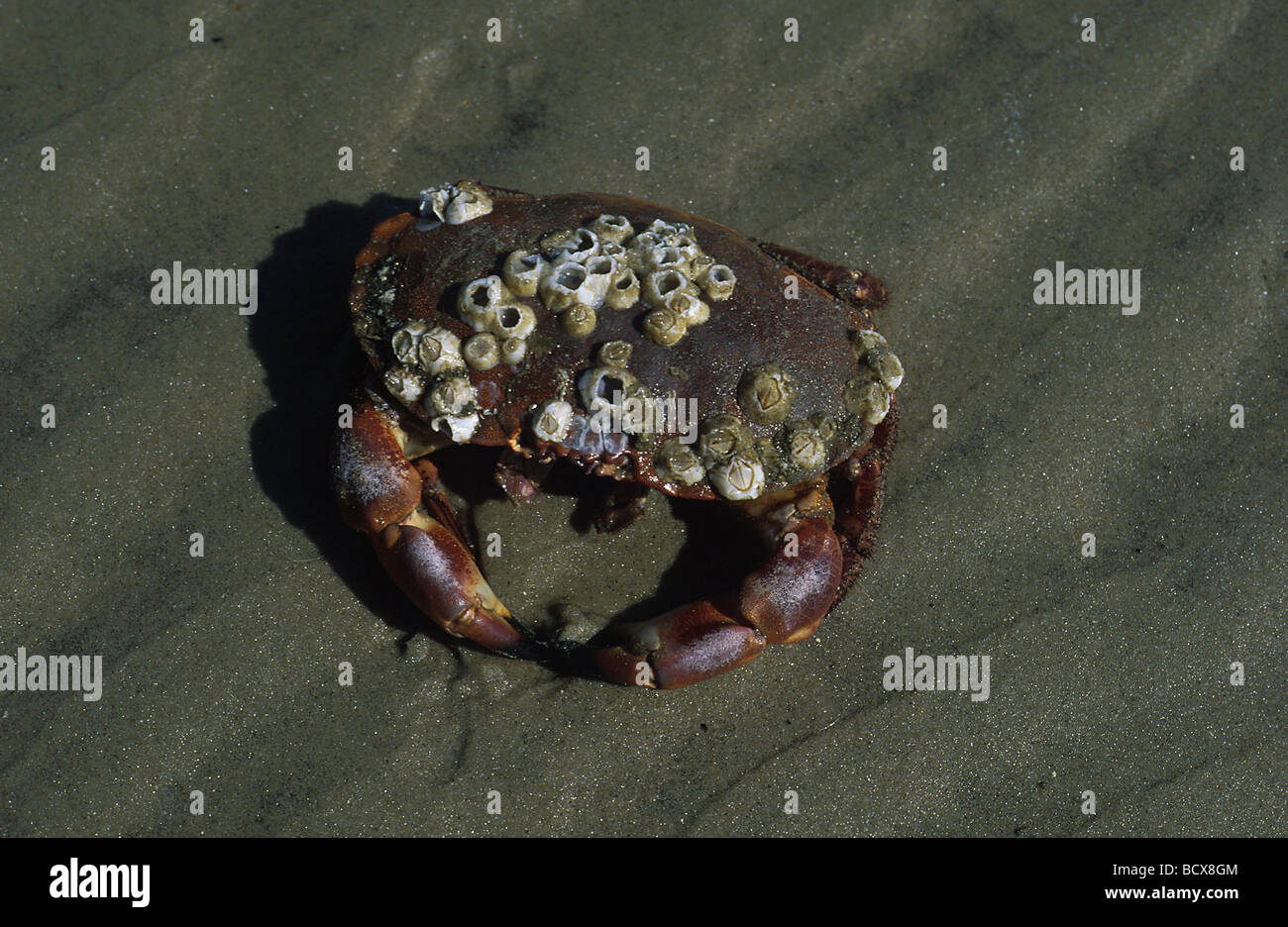 Cancer pagurus / European edible crab Stock Photo - Alamy