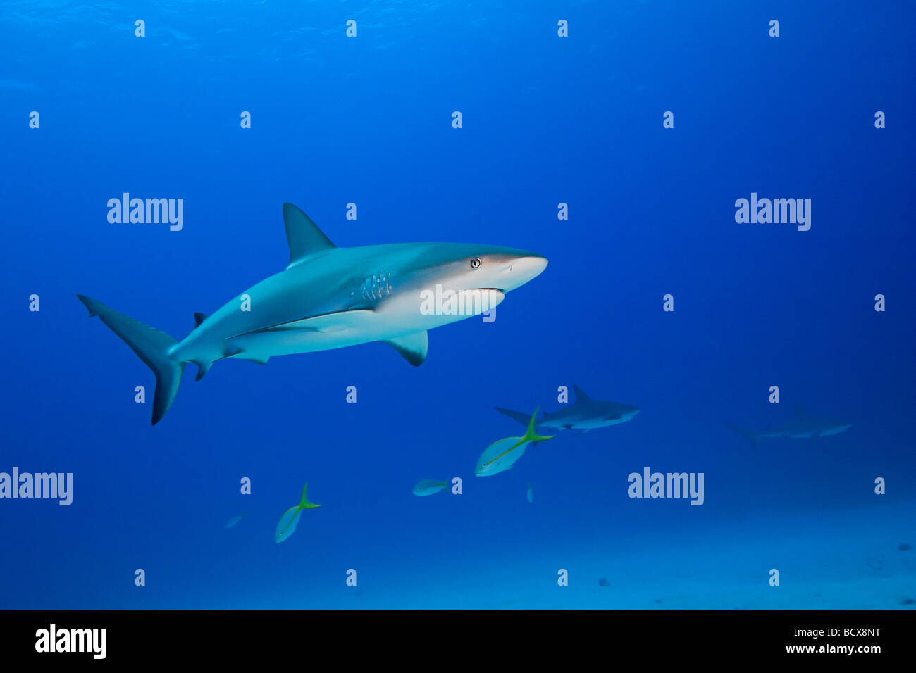Caribbean Reef Shark Carcharhinus perezi Grand Bahama Atlantic Ocean ...
