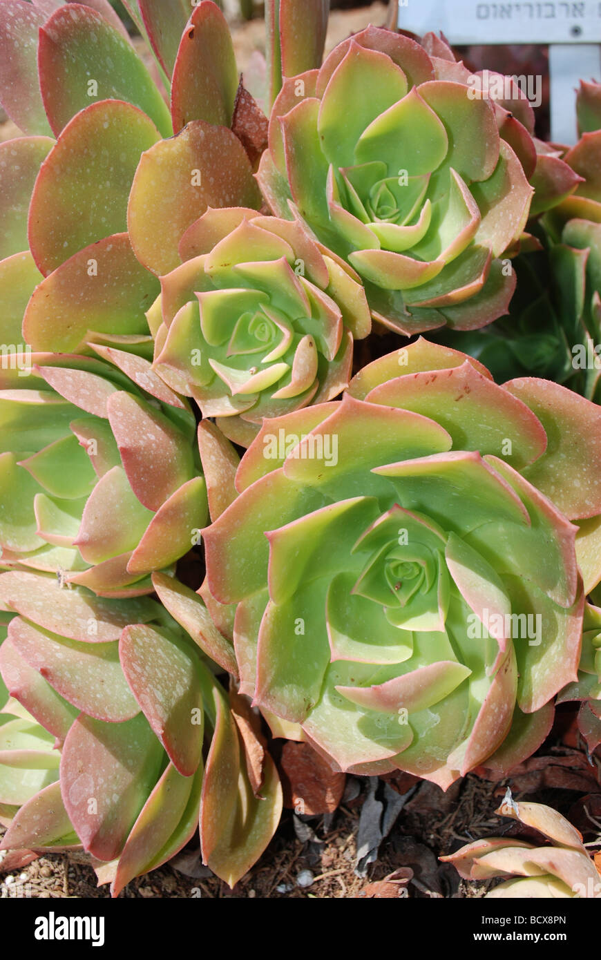 The Tree Aeonium Aeonium arboreum a succulent subtropical plant of the ...