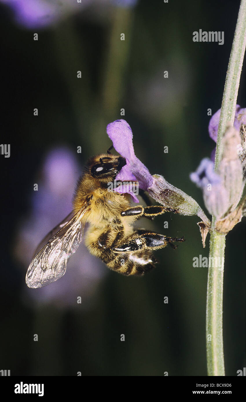 apis mellifera mellifera / honey bee - at blossom Stock Photo - Alamy
