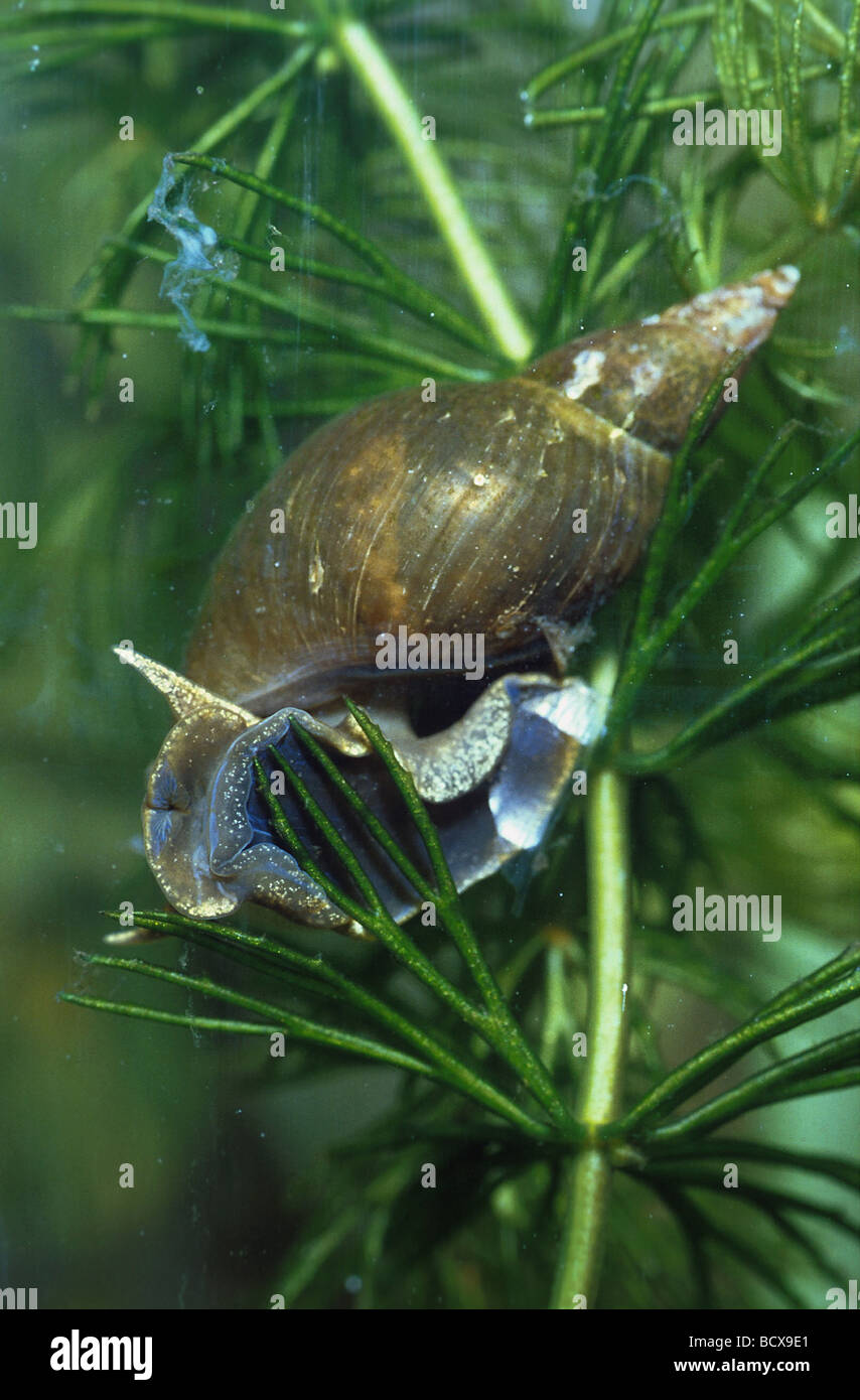 Great Pondsnail, Swamp Lymnaea (Lymnaea stagnalis) on aquatic plant ...