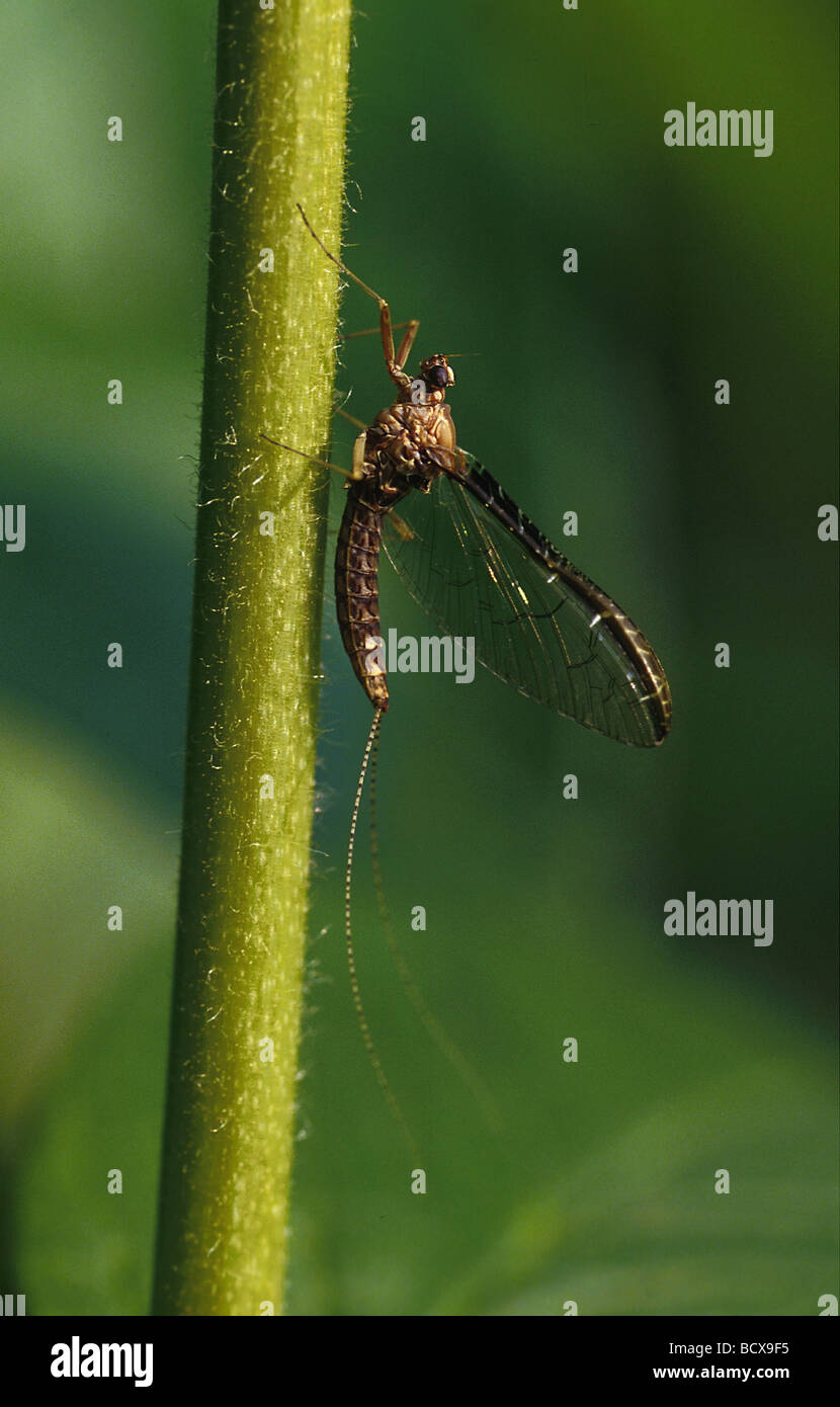Flying mayflies hi-res stock photography and images - Alamy