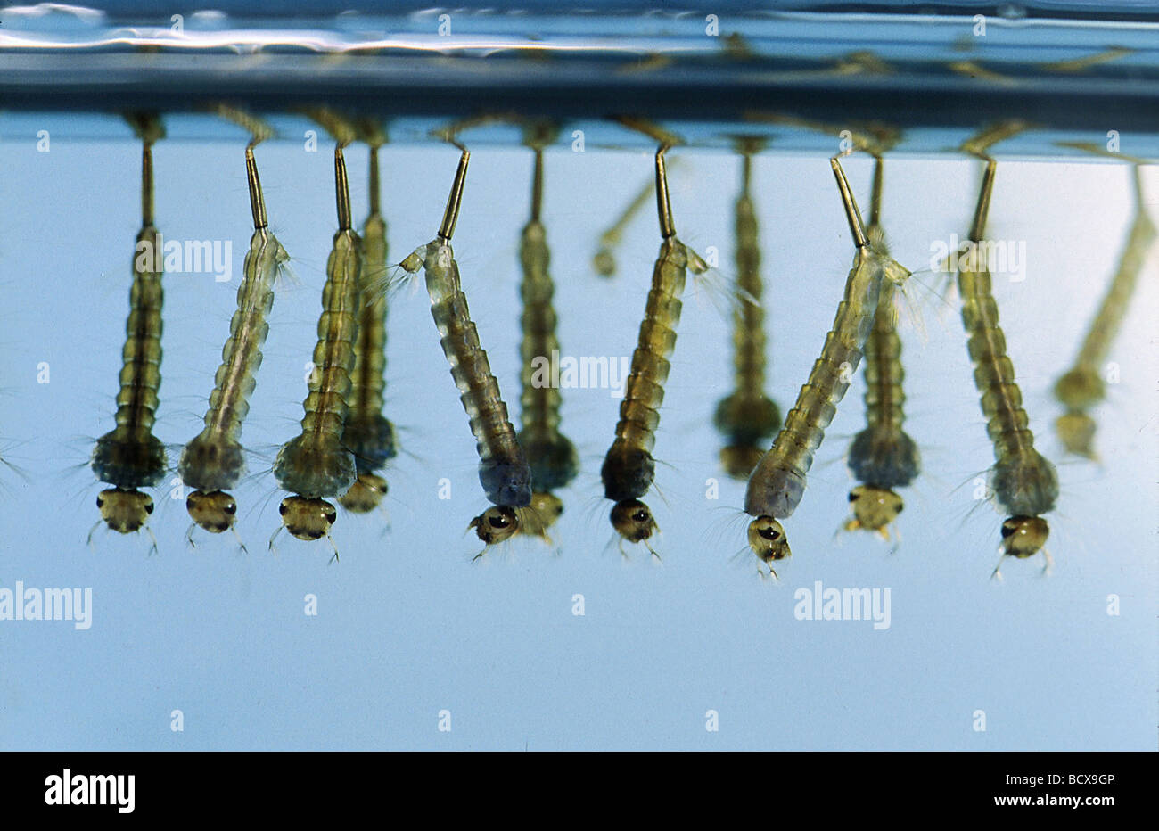 house mosquito / Culex pipiens Stock Photo - Alamy