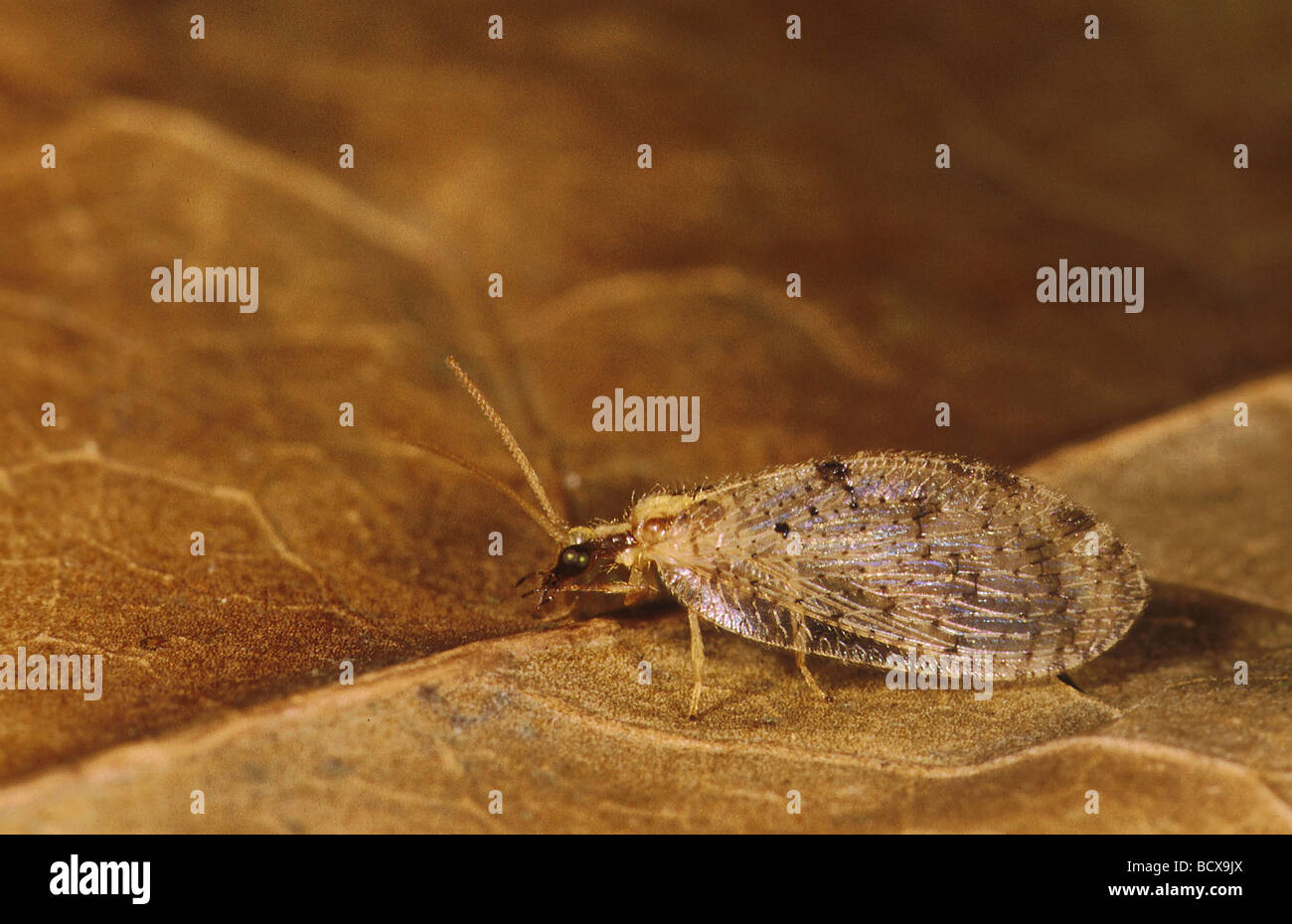 Hemerobiidae brown lacewings hi-res stock photography and images - Alamy