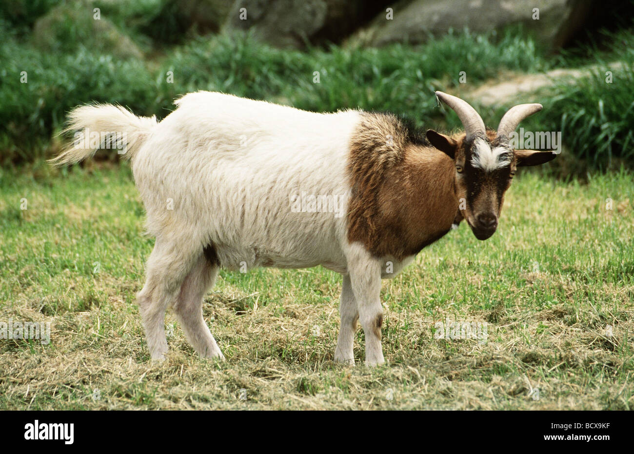 domestic goat / Capra hircus Stock Photo - Alamy