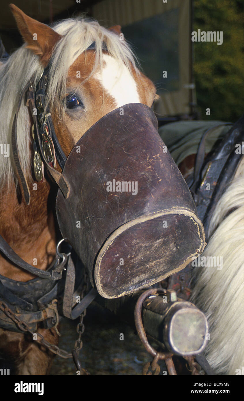 Horse eating from the bag hi-res stock photography and images - Alamy