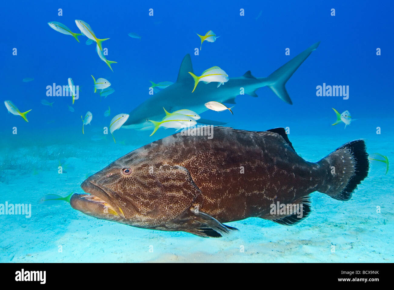 Grouper and shark hi-res stock photography and images - Alamy