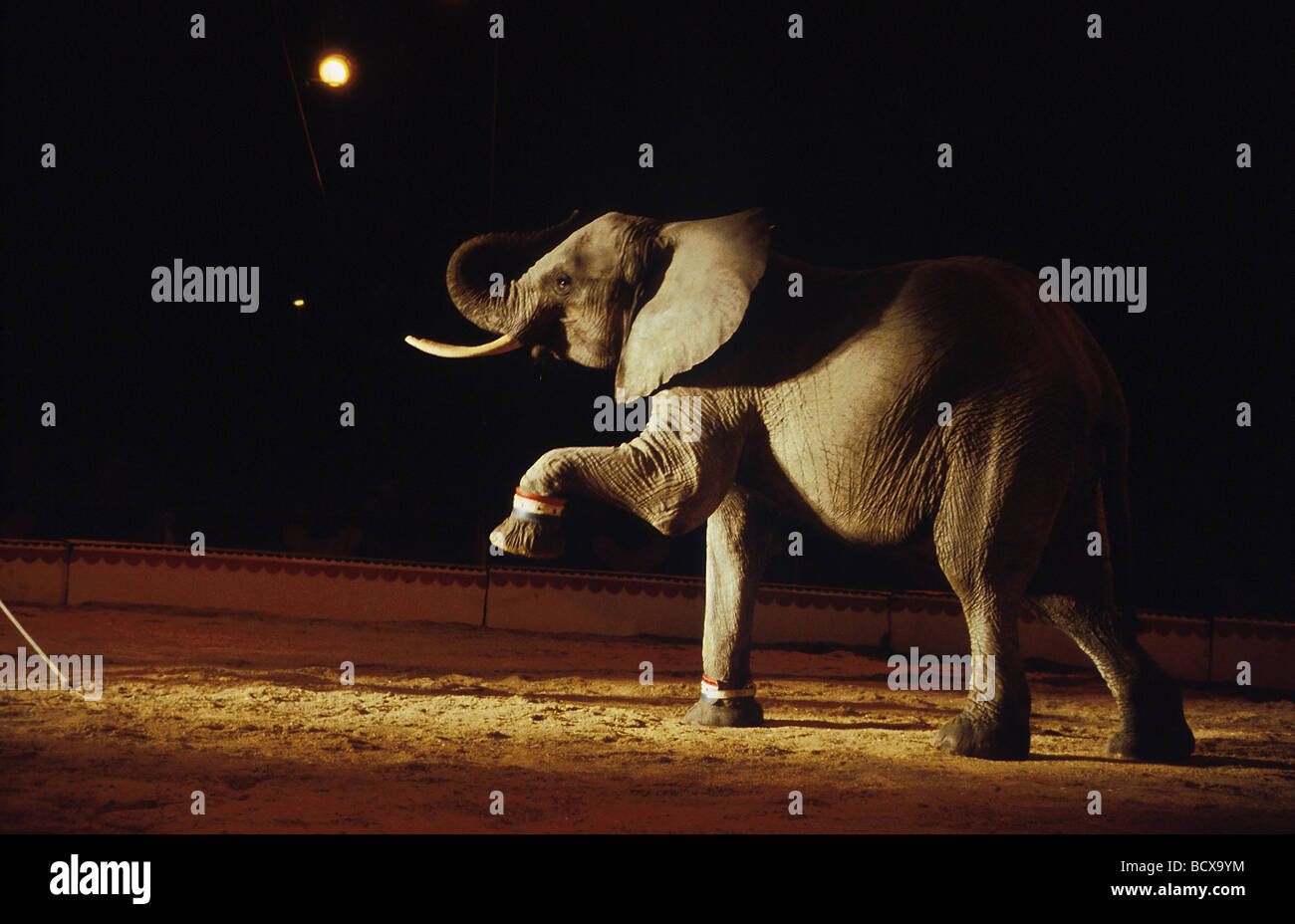 Elephant dressage hi-res stock photography and images - Alamy