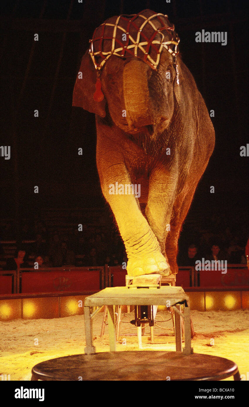 Elephant dressage hi-res stock photography and images - Alamy