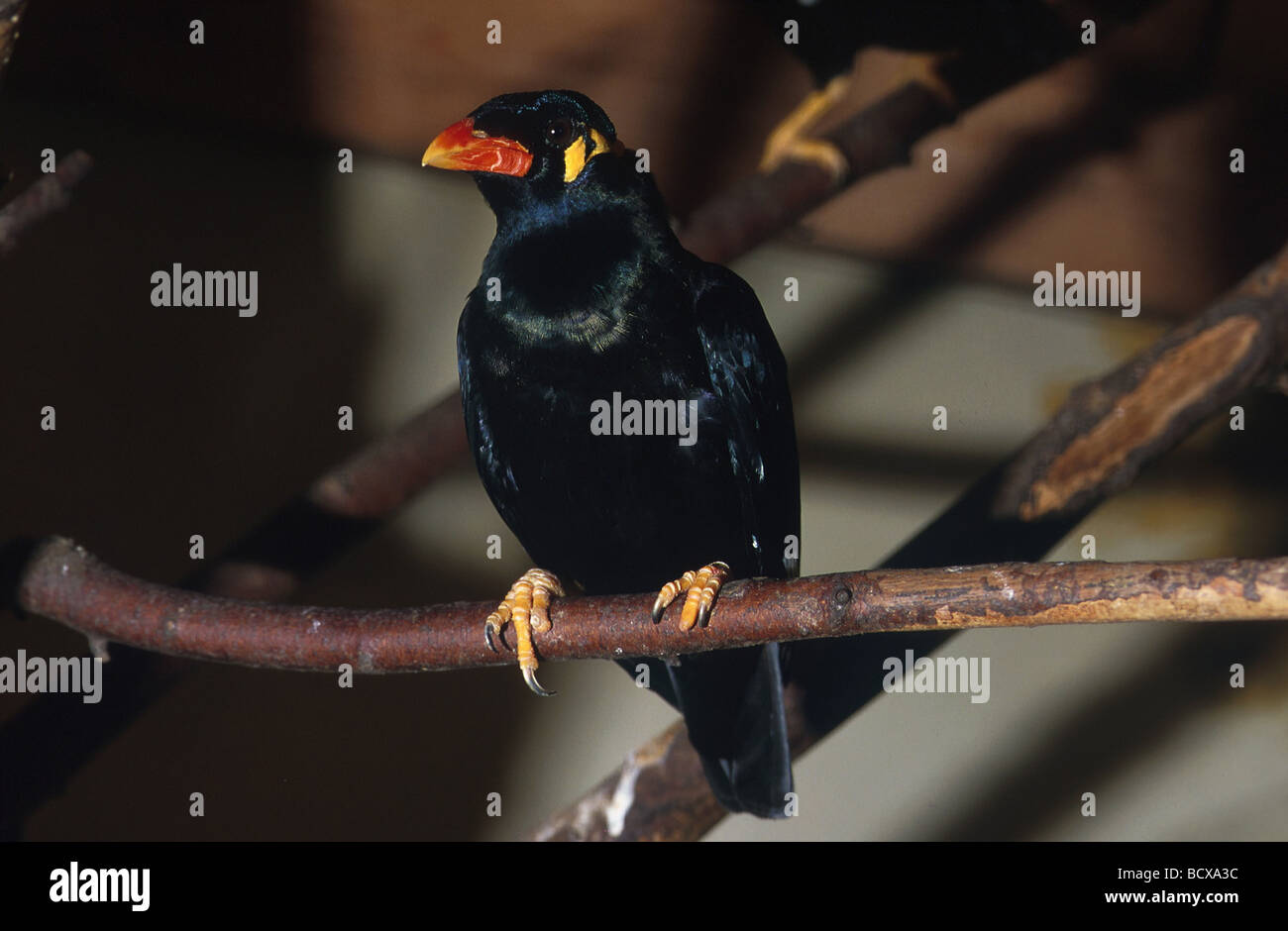 gracula religiosa / southern grackle Stock Photo - Alamy