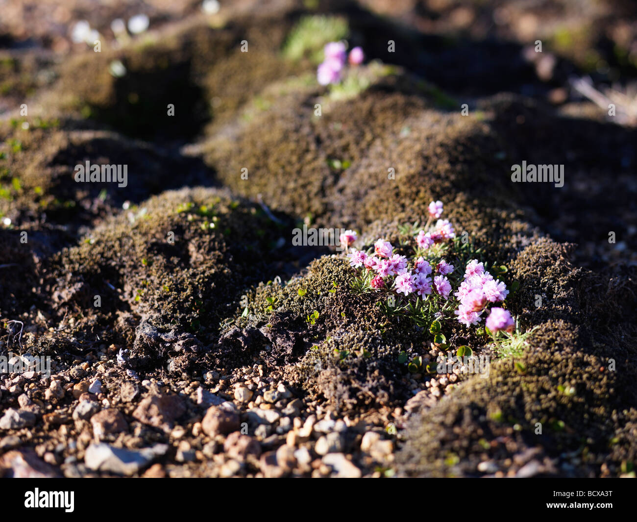 flora and fauna in iceland, plants, flowers Stock Photo - Alamy