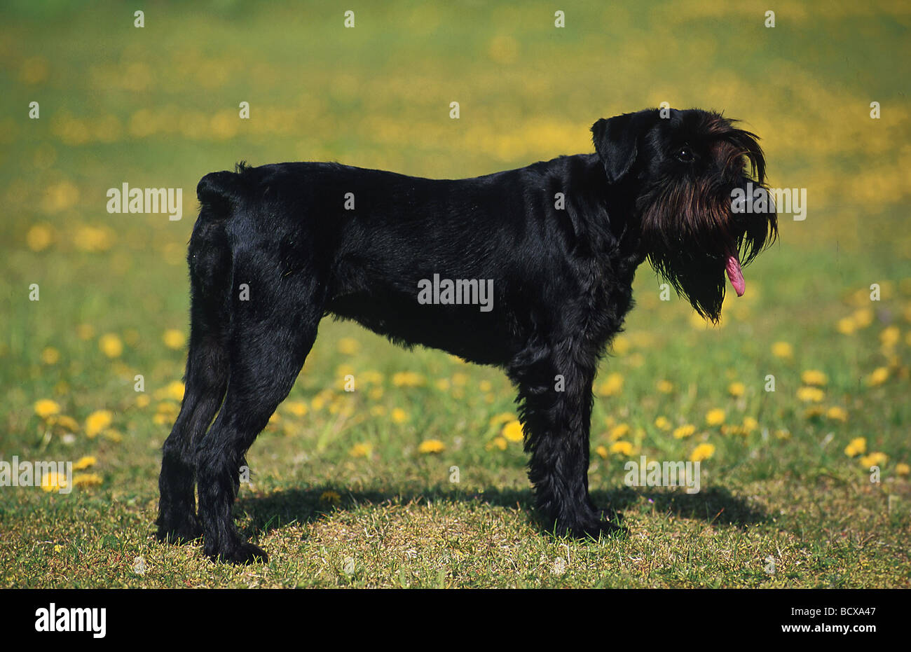 Medium schnauzer hi-res stock photography and images - Alamy