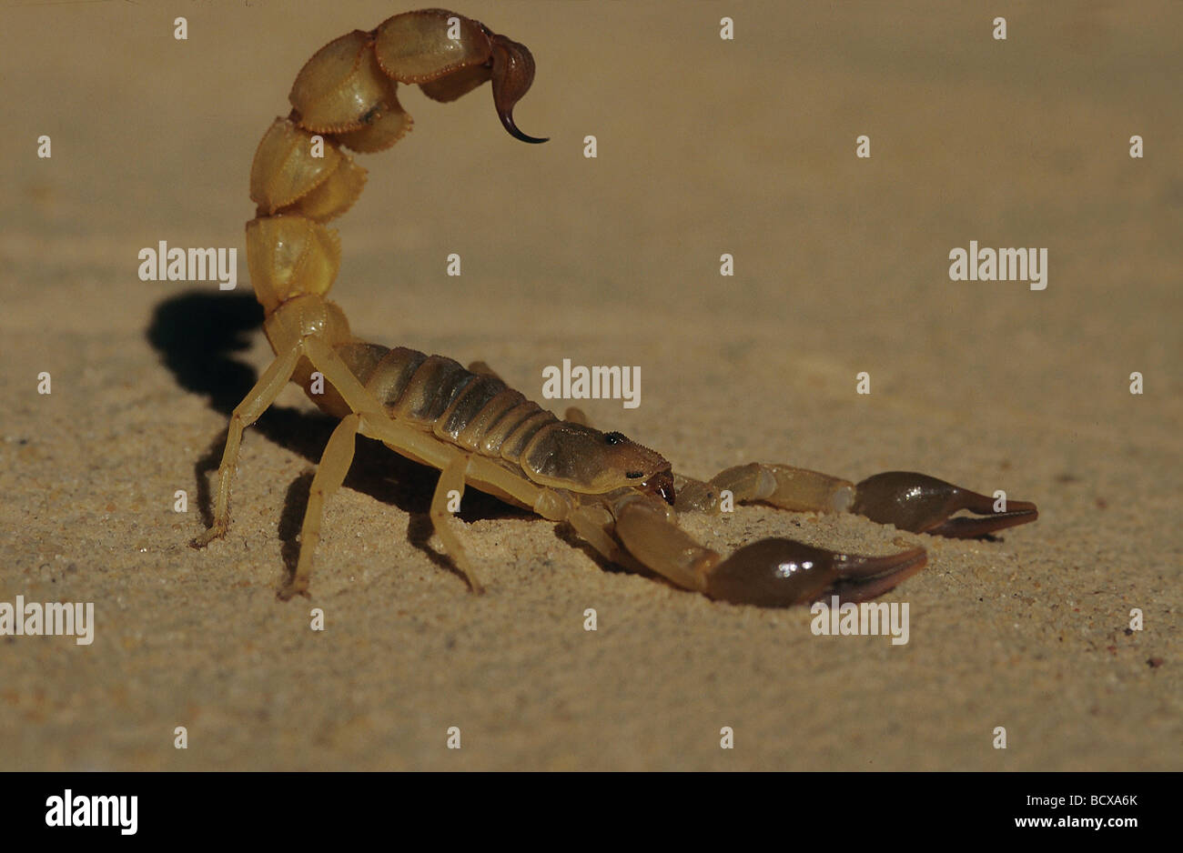 Androctonus Australis Size