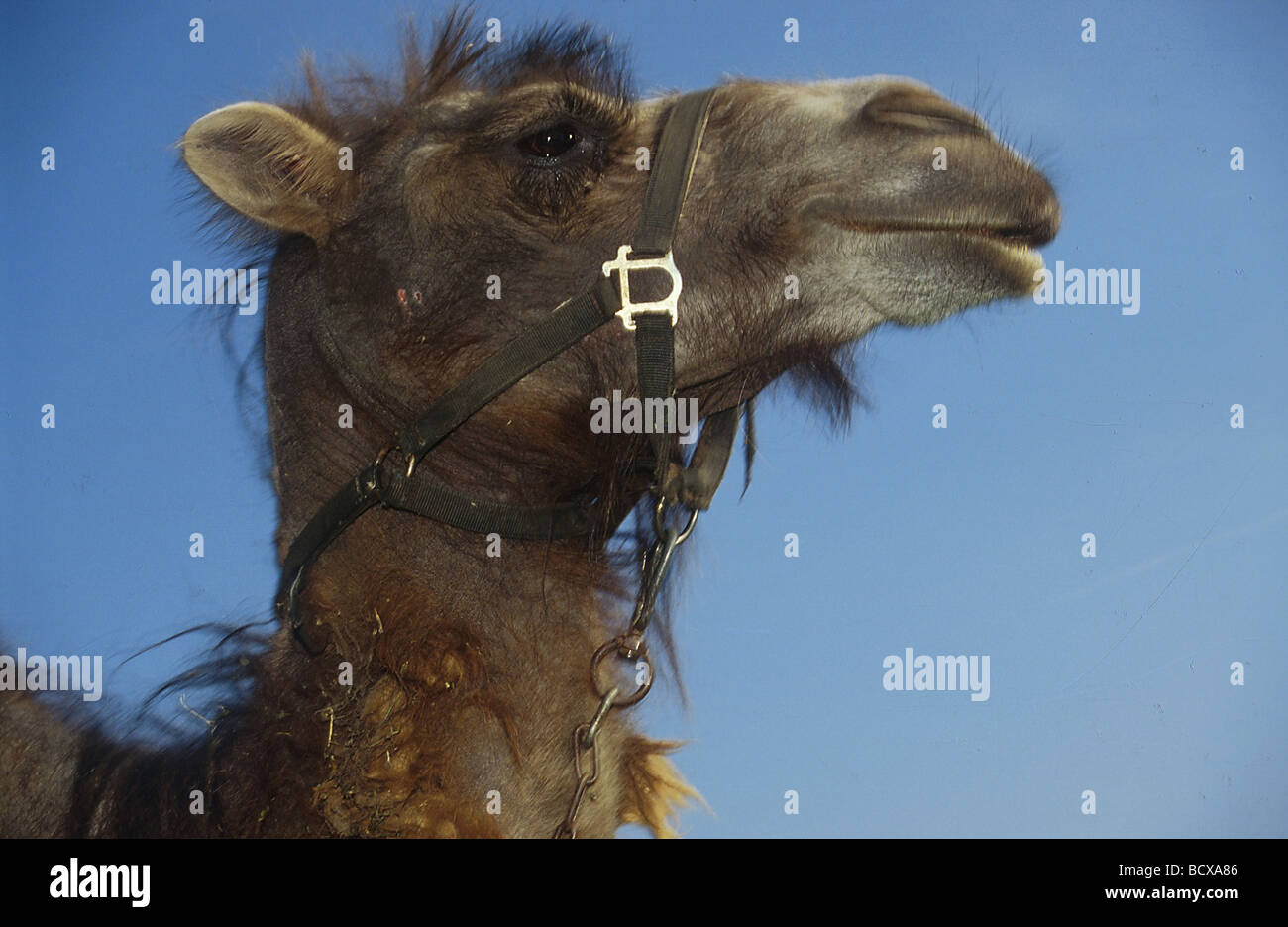 camelus bactrianus / Bactrian camel , two-humped camel Stock Photo - Alamy