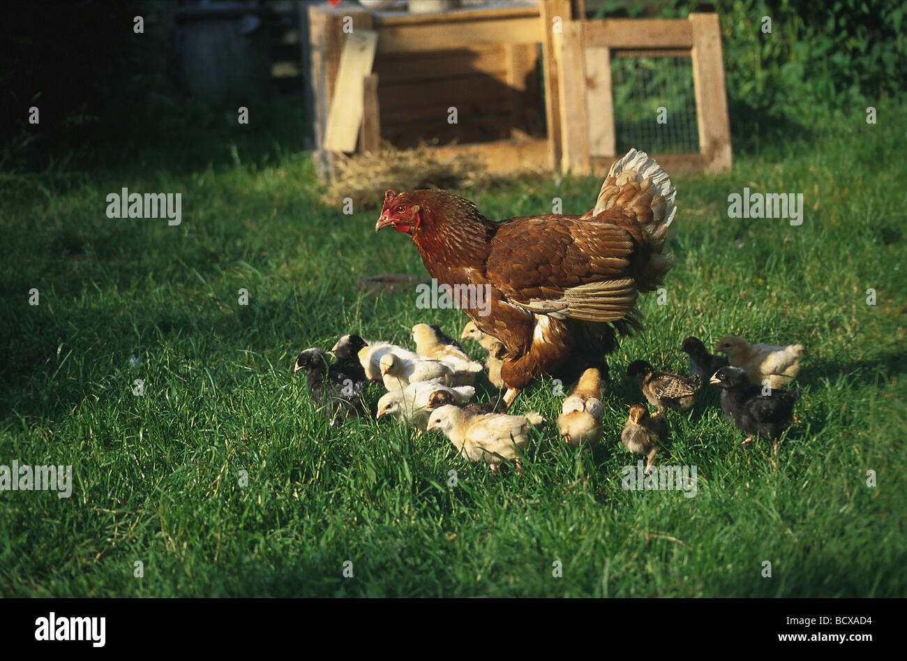 hen with chicken Stock Photo - Alamy