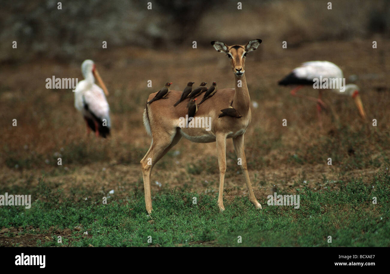 Antilope skin hi-res stock photography and images - Alamy