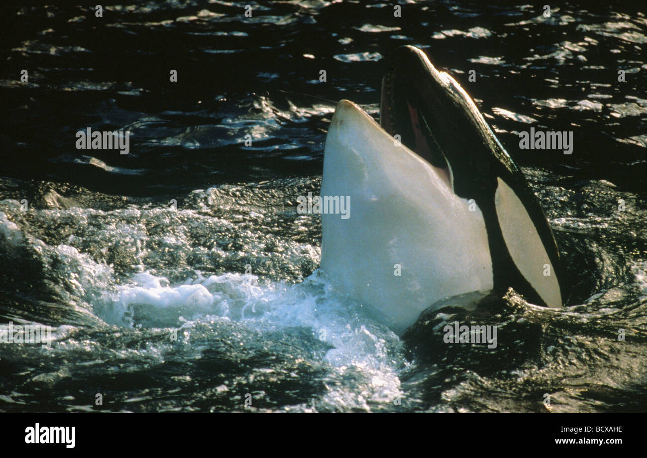 Orcinus orca mouth hi-res stock photography and images - Alamy