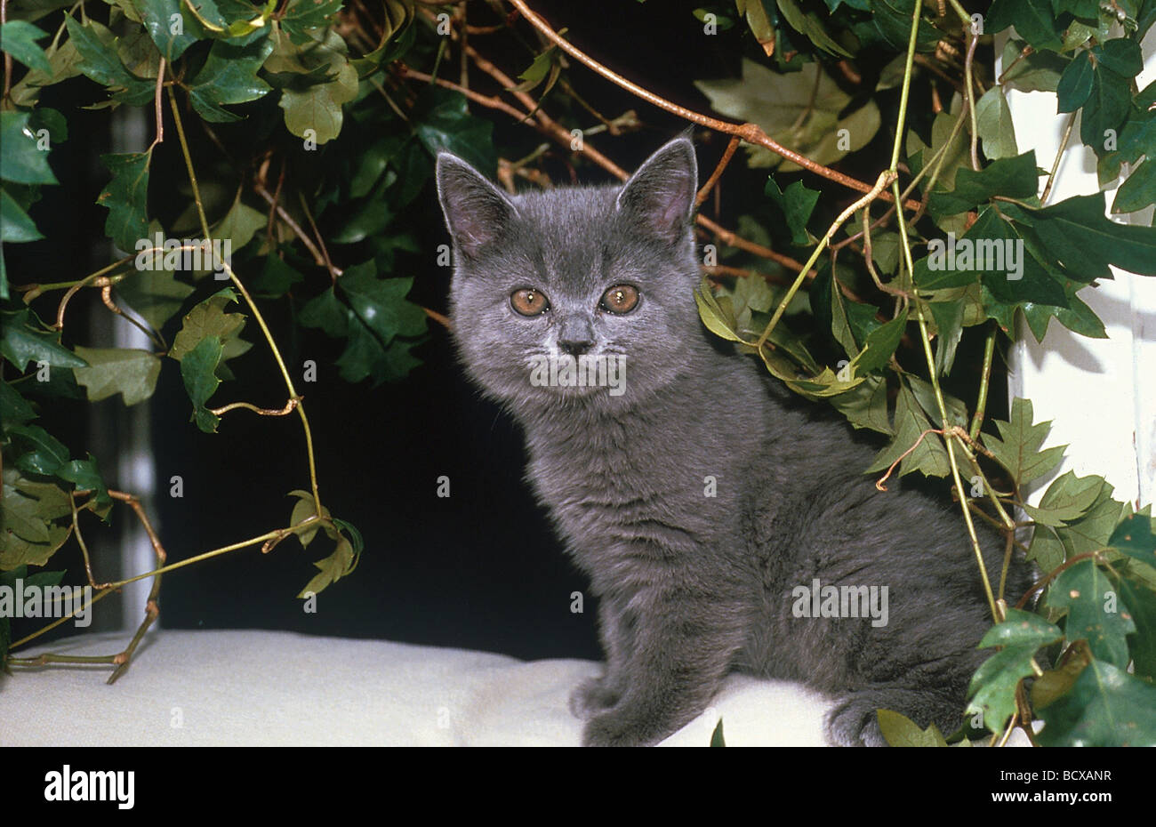 Chartreux cat. Kitten standing in window, next to Vine leaves Stock ...