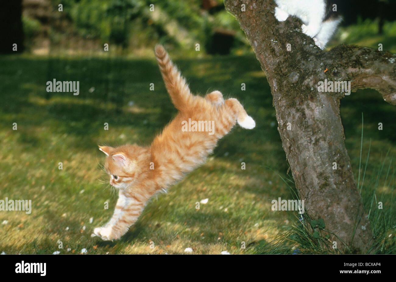 young Angora cat jumping from a tree Stock Photo - Alamy