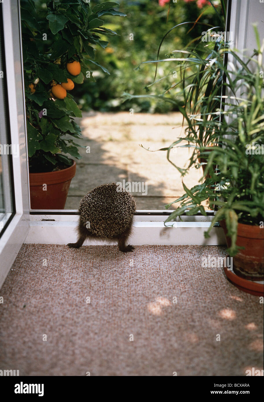 Hedgehog leaving hedgehog house hi-res stock photography and images - Alamy