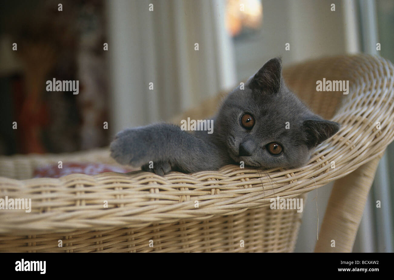 Carthusian cat basket hi-res stock photography and images - Alamy