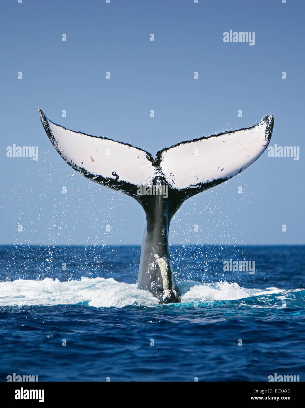 Humpback Whale Lobtailing Megaptera novaeangliae Pacific Ocean Hawaii ...