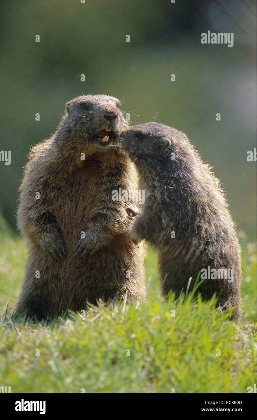 Female groundhog hi-res stock photography and images - Alamy