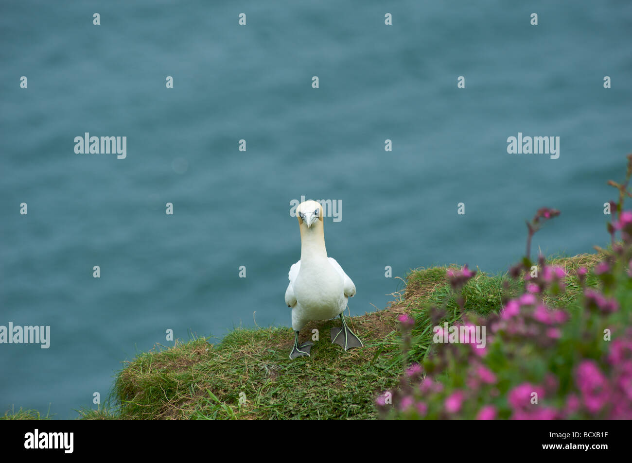 A Gannet (sula bassana) seen at RSPB Bempton Cliffs North Yorkshire ...