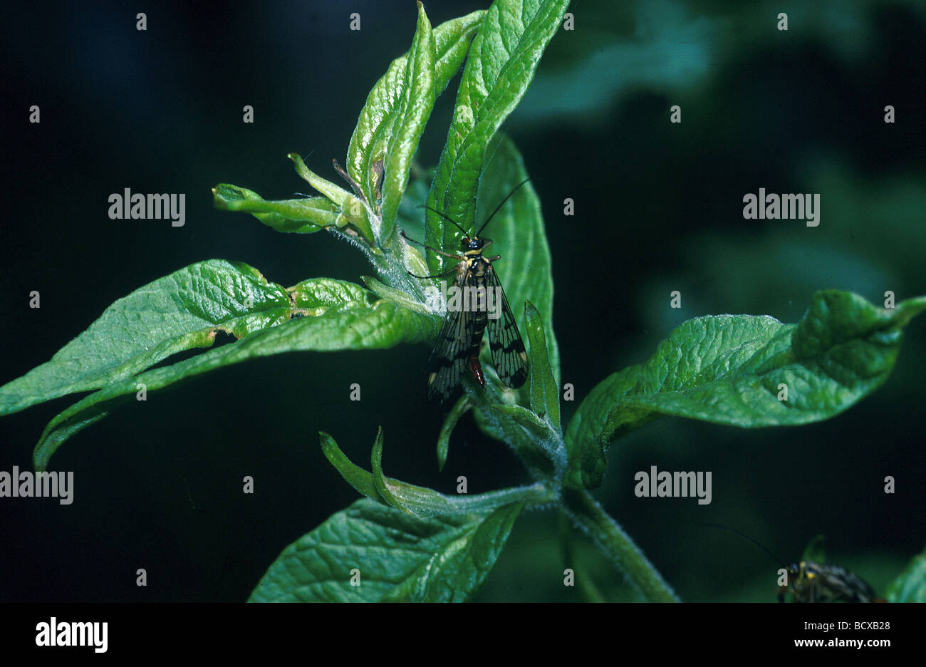ephemeroptera / mayflies Stock Photo - Alamy