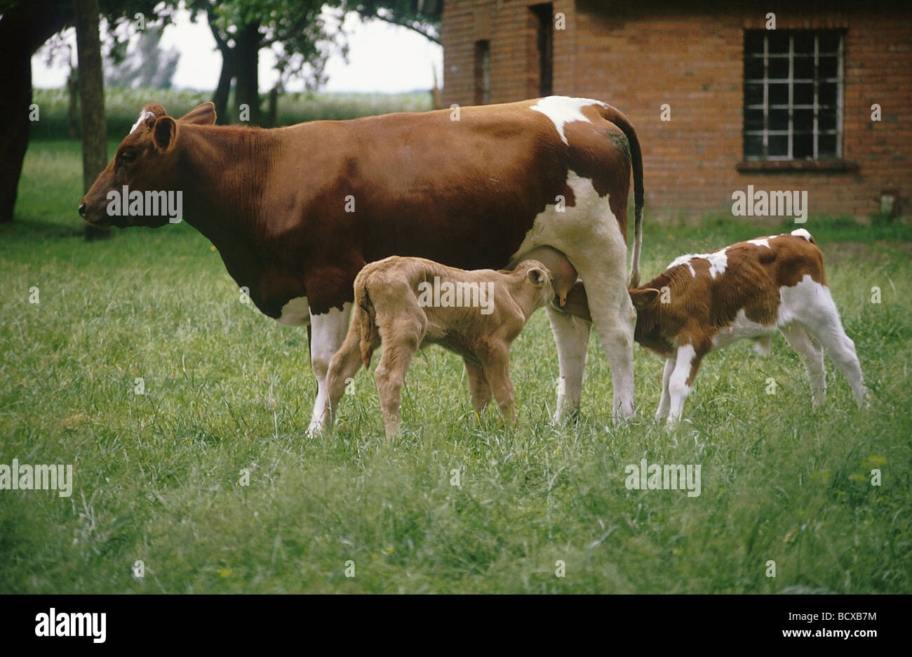 cow with calves Stock Photo - Alamy