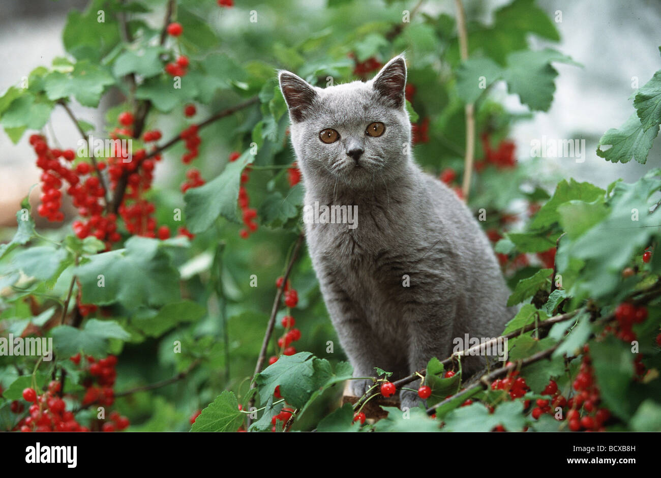 Domestic cat. Young Carthusian cat in a currant bush Stock Photo - Alamy