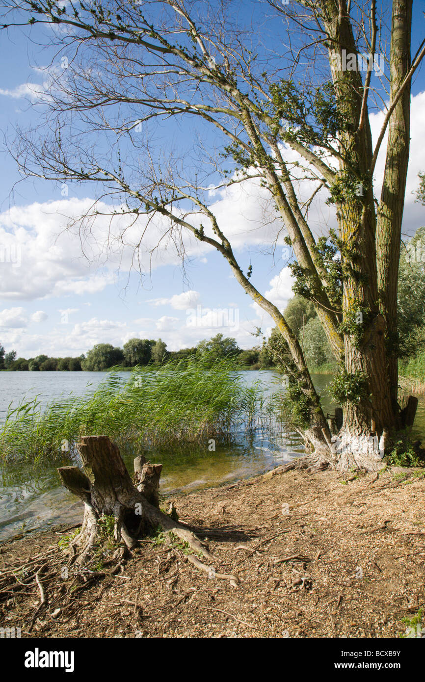 Rspb fen drayton lakes hi-res stock photography and images - Alamy