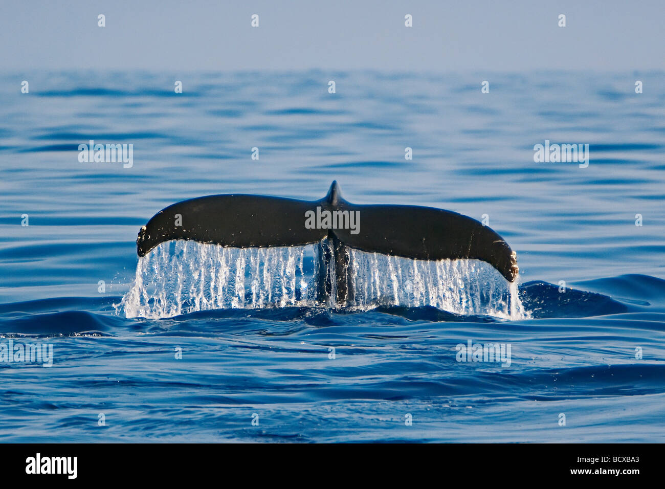Humpback whale lobtailing hi-res stock photography and images - Alamy
