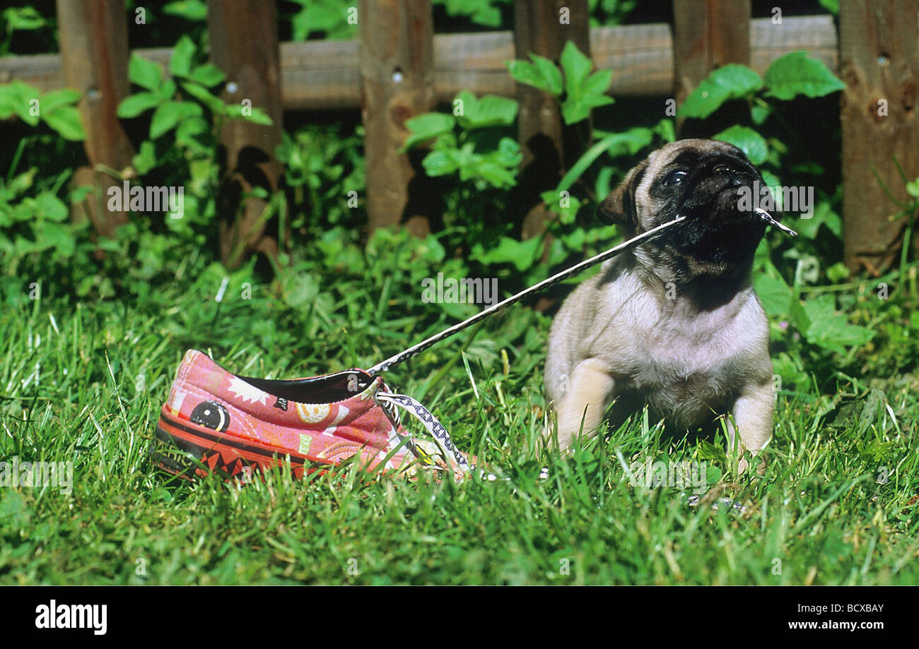 Pulling the pug hi-res stock photography and images - Alamy