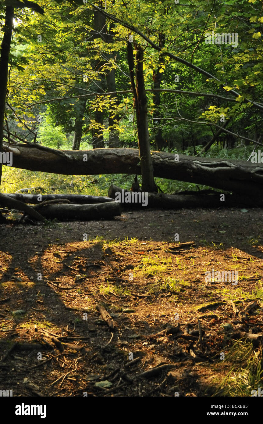 Summer afternoon in the forest Stock Photo - Alamy