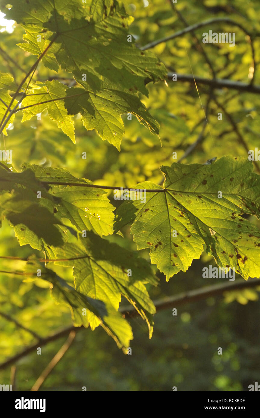 Summer beech leaves Stock Photo - Alamy