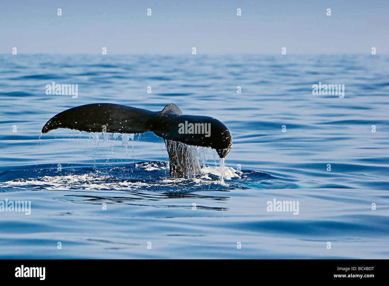 Humpback Whale Lobtailing Megaptera novaeangliae Pacific Ocean Hawaii ...