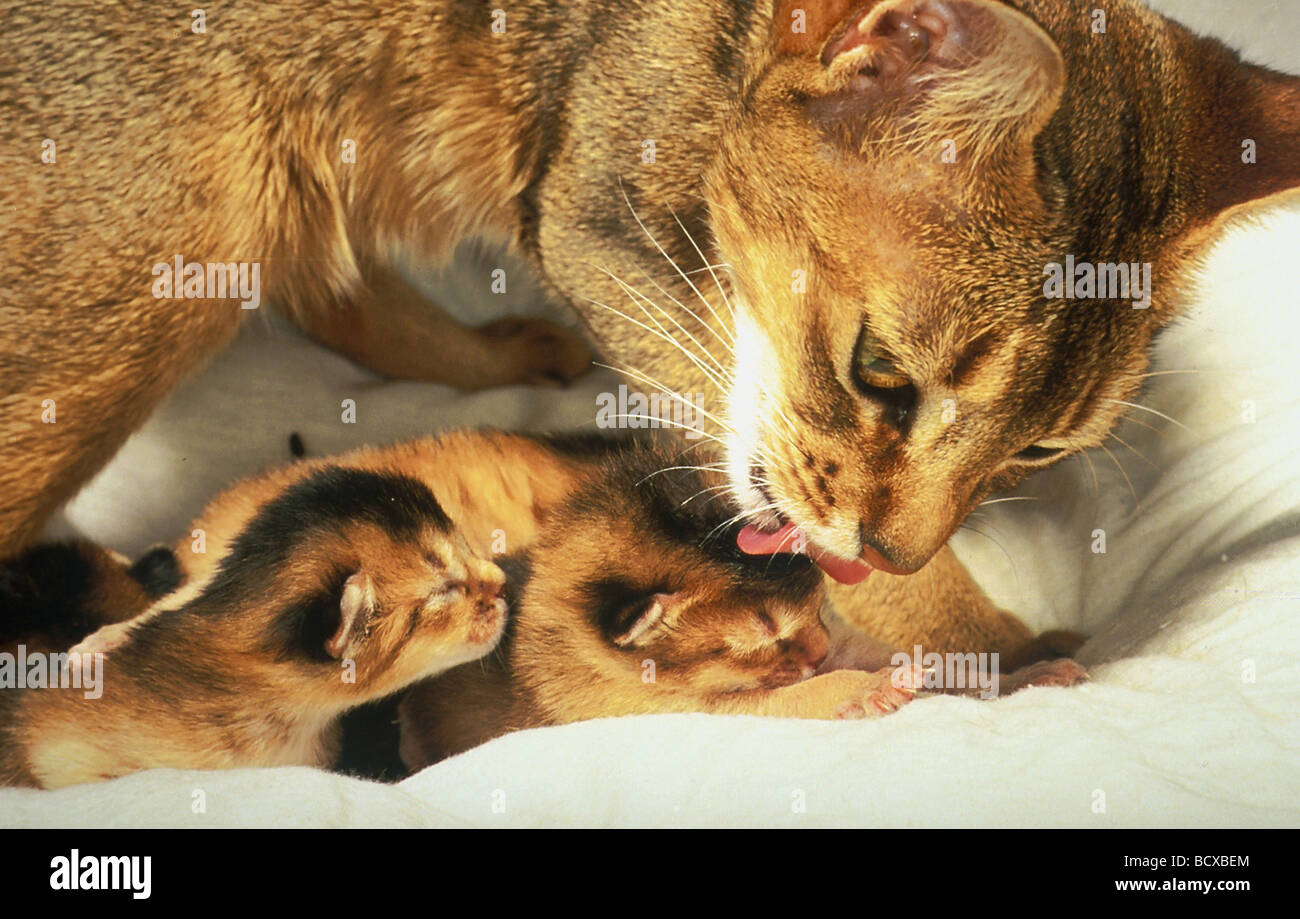 Abyssinian cat. Mother grooming kittens Stock Photo - Alamy