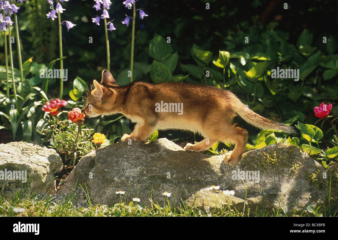 Cats smelling flowers hi-res stock photography and images - Alamy