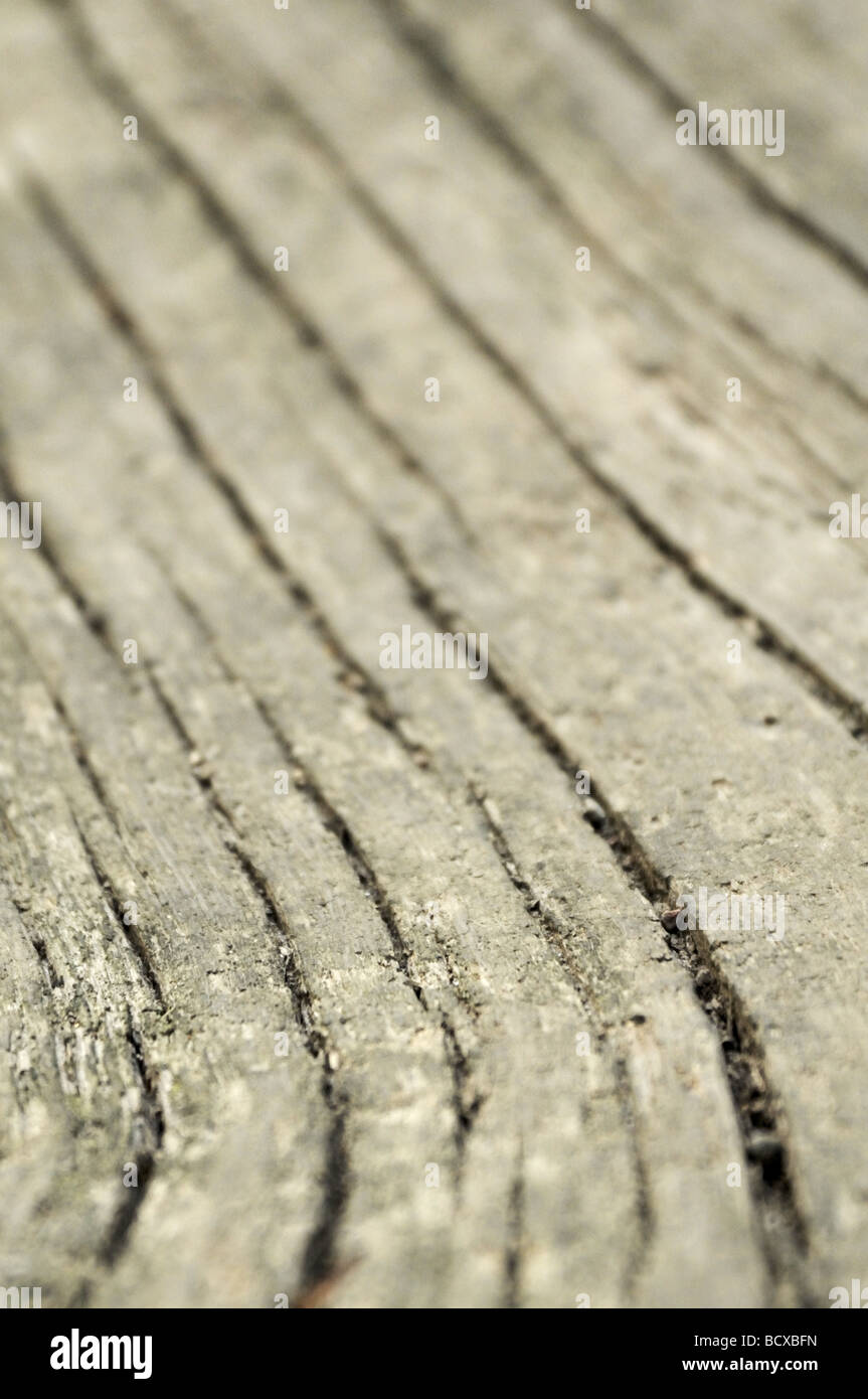 Tree trunk surface details Stock Photo - Alamy